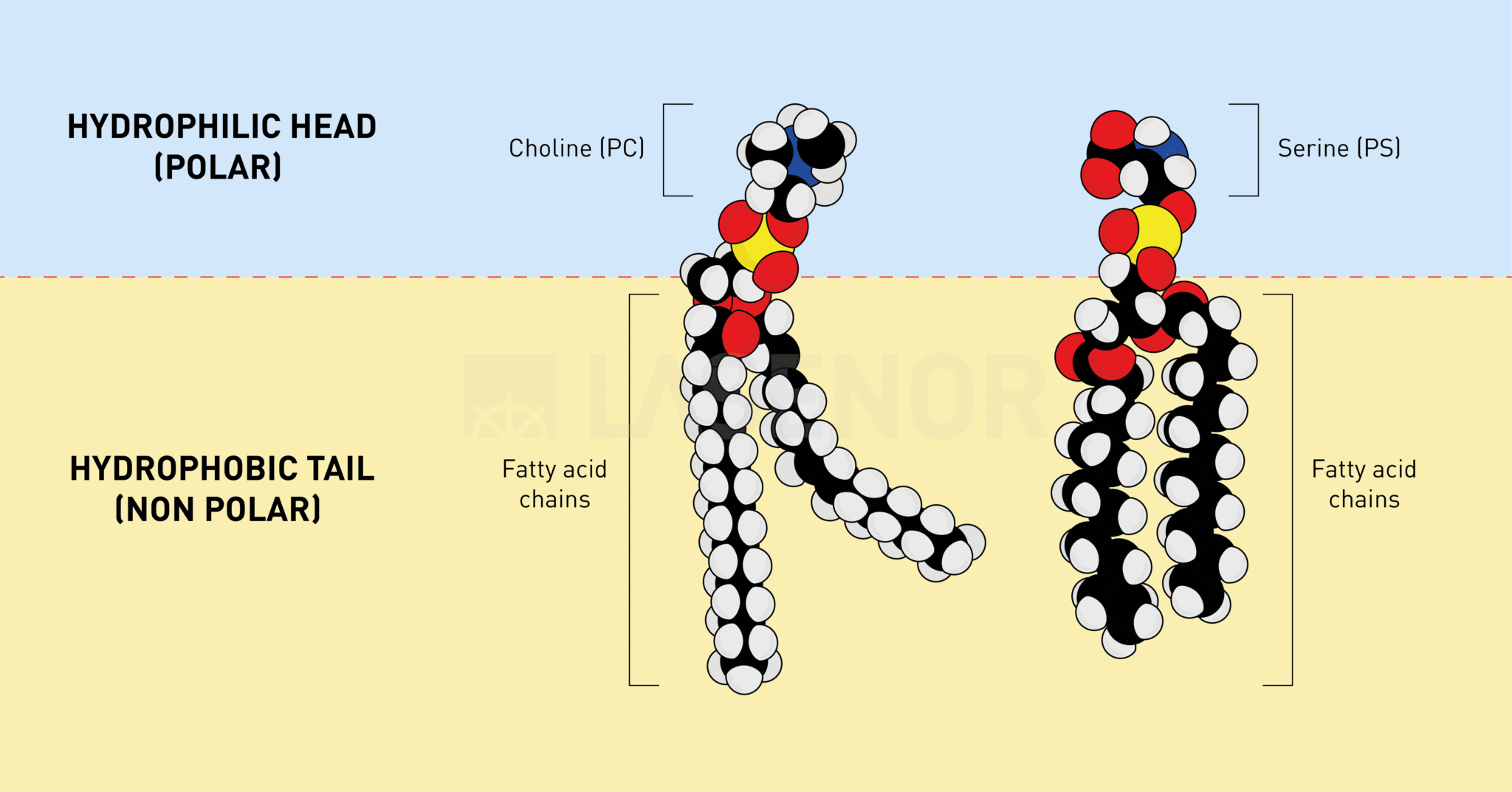 Lecithin for Food Supplements | News | Lasenor